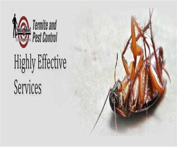 Tips and information related to pest control – MindStick