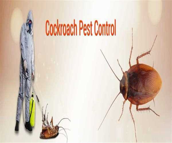 Control Cockroaches with DIY or Professional Pest Control Methods ...