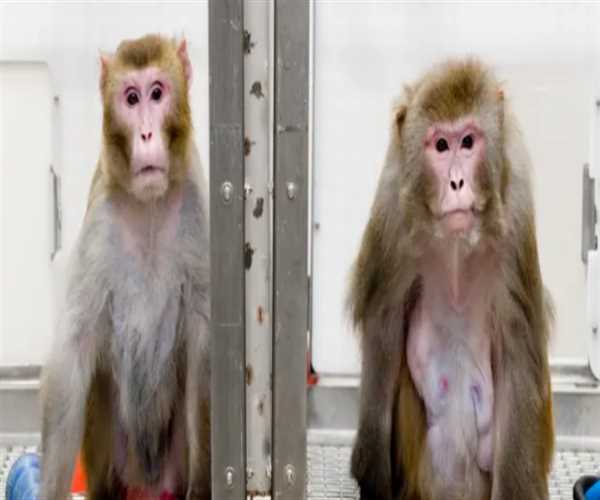 Monkey Died from Neuralink Chip – MindStick