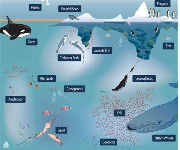 An Unrevealed Ecosystem Discovered Underneath the Icy Antartica's ...